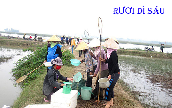 Hình ảnh con rươi Tứ Kỳ - Đặc sản khét tiếng tại Hải Dương
